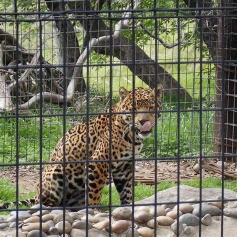 Project Survivals Cat Haven Dunlap All You Need To Know