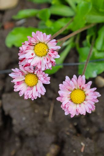 노란색 중심을 가진 세 개의 분홍색 데이지가 어두운 흙과 녹색 잎을 배경으로 피어납니다 이 클로즈업은 색상의 부드러움과 꽃잎의