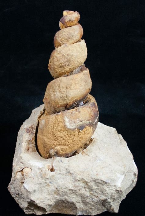 Huge 5 3 Gastropod Fossil From Morocco 11049 For Sale
