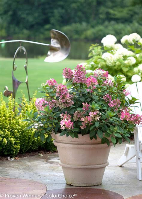 Little Miss Quick Fire Hydrangea
