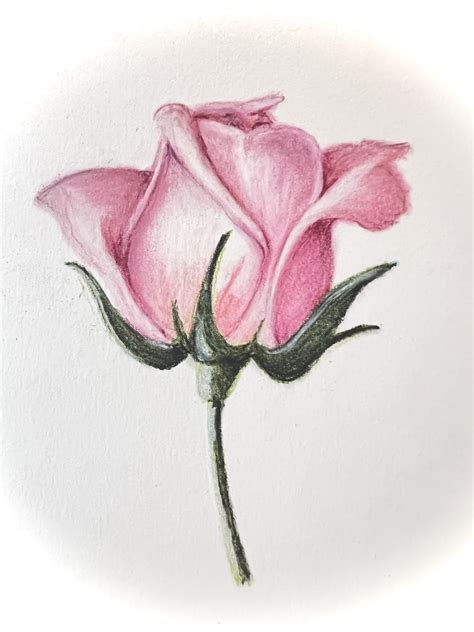 Pink Rose Drawing On White Background
