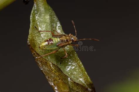 Green True Bugs Nymph Stock Image Image Of Pest Arthropoda 206153217