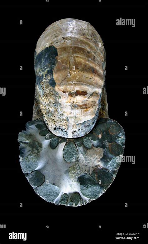 Ammonite Fossil Fossilised Remains Of A Pachydiscus Sp Ammonite