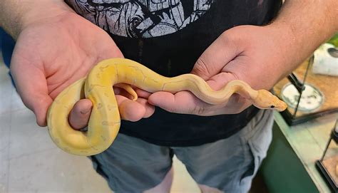 Python Regius Ball Python Banana Enchi Pinstripe 3 Male P