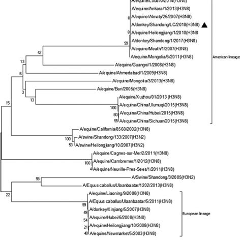 Genetic Evolutionary Tree Analysis Of M Gene Download Scientific Diagram