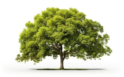 Premium Photo Beautiful Tree With Shadow Inside On A White Or Clear