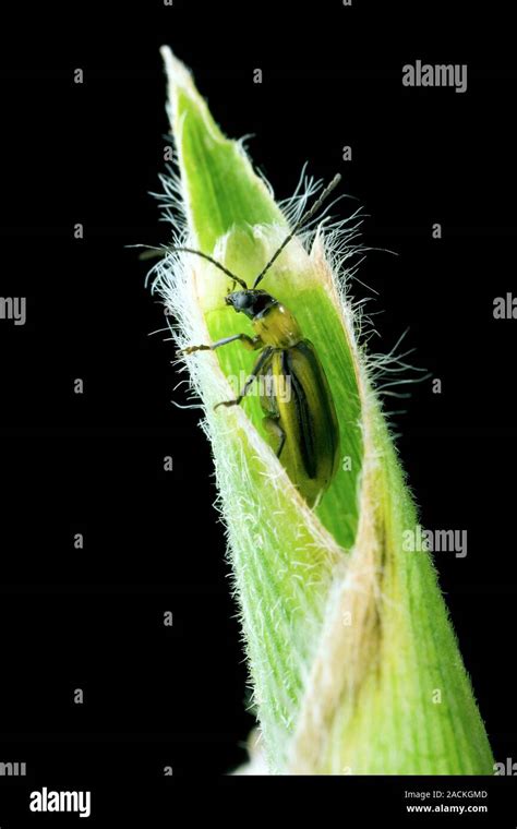 Western Corn Rootworm Beetle Diabrotica Virera Virera On A