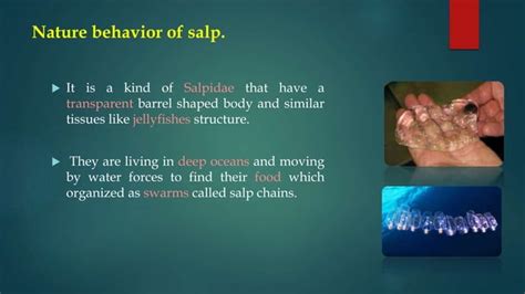 Salp Swarm Algorithm Pptx