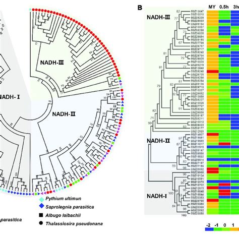 Population Structure In P Sojae A Phylogenetic Analysis Of P