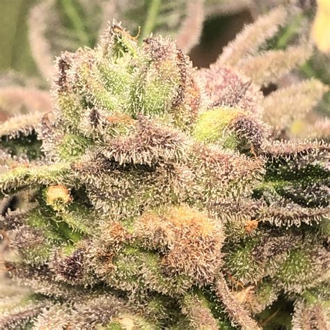 Apple Fritter S1 Semillas Feminizadas Elev8 Seeds Saltón Verde