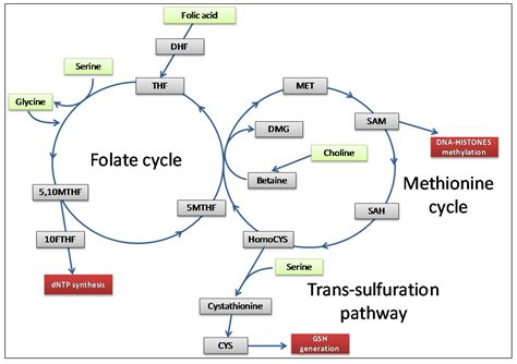 The Folate Vitamin B12 And One Carbon Metabolism Conference At Martha