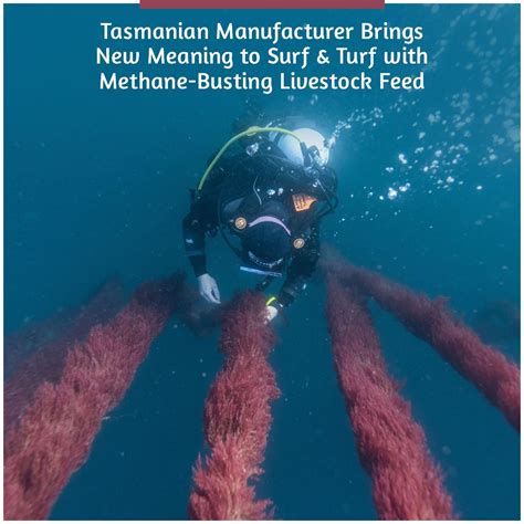 Greg Chalker On Linkedin This Just An Amazing Product We Need More Of This Go Sea Forest