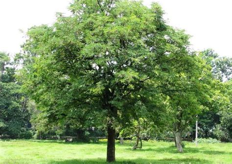 How To Grow Tamarind Tree Growing Tamarind
