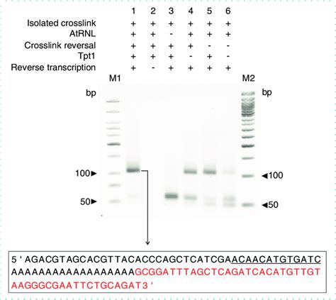 Detection Of Mrna Srna Interaction By Reverse Transcription Cdna Download Scientific Diagram