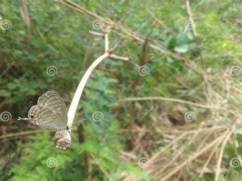 Butterfly For Indonesian Java Background Stock Image Image Of Invertebrate Bird 258204527