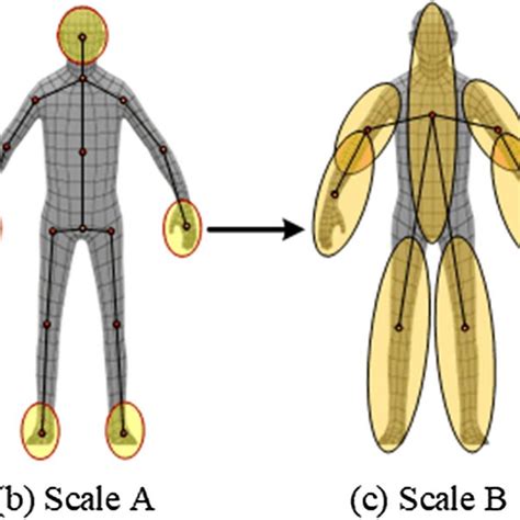 Multi Scale Representation Of The Human Skeleton From Left To Right Download Scientific