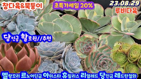 루비다육3묵둥이20할인특가일때 군생들 품어보세요엘샤할로윈원콜철화올펫모모카금당인금블루칸테멜랑꼬리군기레인지