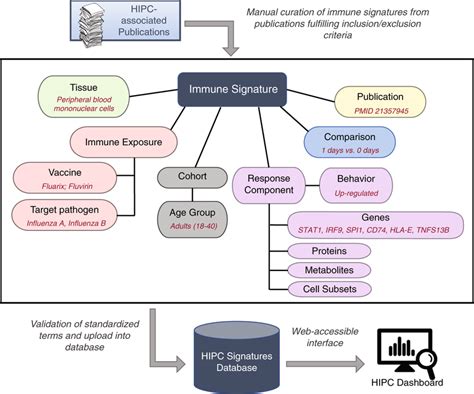 overview of the manual curation process for extracting immune