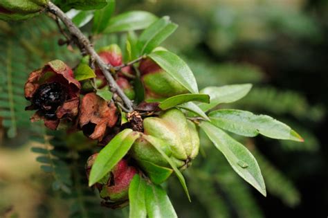 6 Trees Ideal For Containers SA Garden And Home