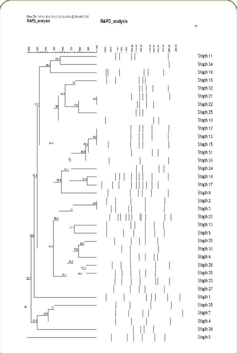 dendrogram obtained from rapd analysis depicting clonal relationship