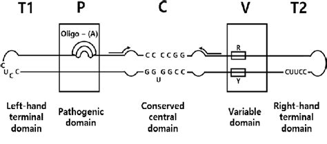 Figure 1 From The Detection And Diagnosis Methods Of Infectious Viroids