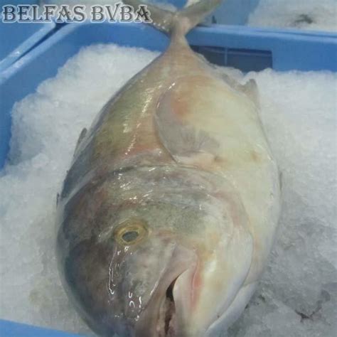 Frozen Trevally Fish Exporter Wholesale Frozen Trevally Fish Supplier From Belgium
