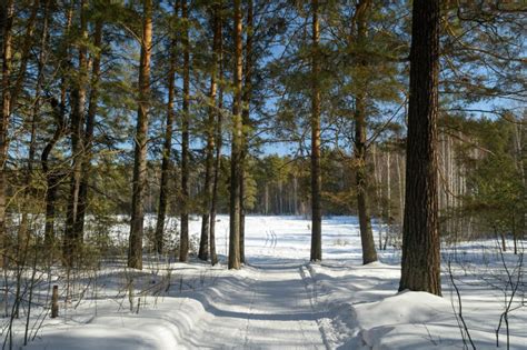 Can You Trim Trees In The Spring Mistakes Expert Tips