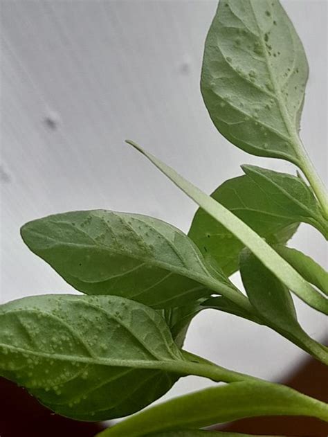 Paprika Odema N V Nydoktor