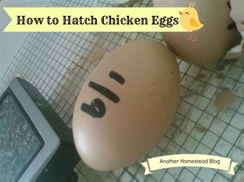 How To Hatch Chicken Eggs Even Without Incubators