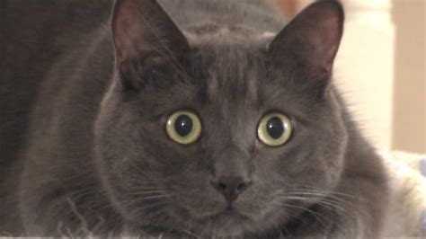 Cats Eyes Dilated And Drooling Cat Eyes Meaning Dilated Pupils Very