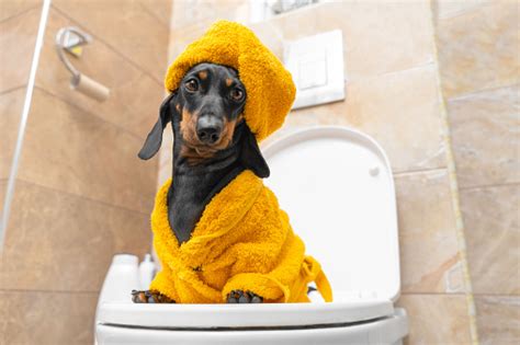 가운을 입은 닥스훈트와 머리를 감싸는 수건으로 화장실에 앉는다 의존에 대한 스톡 사진 및 기타 이미지 의존 건강관리와 의술 방뇨 Istock