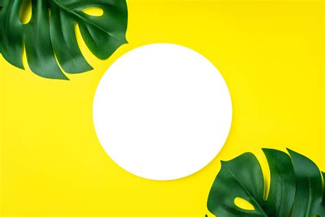 노란색 배경에 나뭇잎과 텍스트에 흰색 원이 있습니다 공간을 복사합니다 녹색 잎 배경에 흰색 빈 둥근 또는 원 프레임 광고를위한 빈 텍스트 공간 포스터 자연 개념 원형에 대한