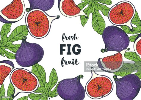 무과 과일 손으로 그린 패키지 디자인 벡터 그림입니다 디자인 패키지 브로셔 일러스트레이션 포장 설계 손으로 그린 무화과 과일 디자인 템플릿 유기농 신선한 음식 벡터