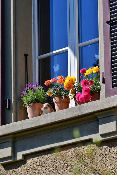 건물 건물 외관 건축 계절 그림자 꽃 녹지 다채로운 도시 도시의 메리 골드 밝은 선명한 식물 식물의 야외에서 외관 자연의 장식 정원