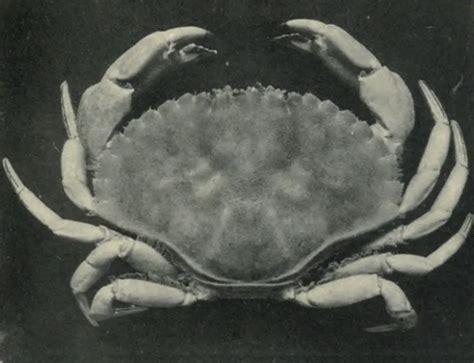 Metacarcinus Anthonyi Facts Diet Habitat And Pictures On Animaliabio