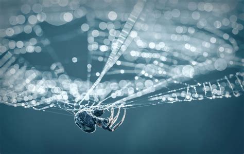 100 Spider Web Backgrounds