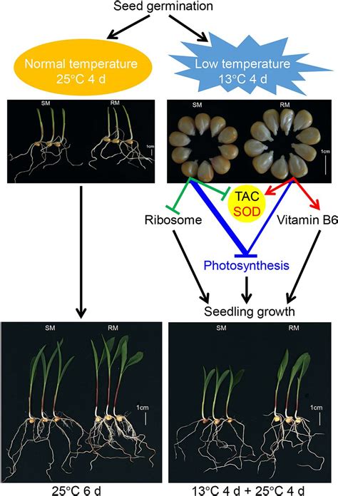Frontiers Maize Seed Germination Under Low Temperature Stress Impacts Seedling Growth Under
