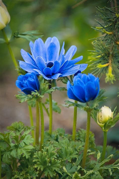 Анемоны Цветок Синий - Бесплатное фото на Pixabay | Beautiful flowers ...