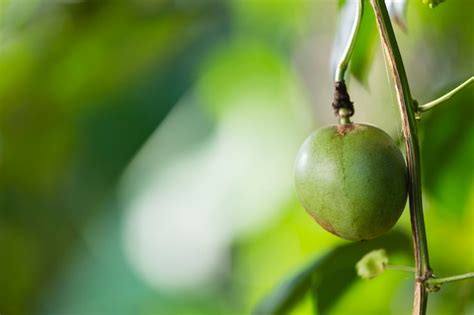 Premium Photo Passion Fruit On A Tree Kenya