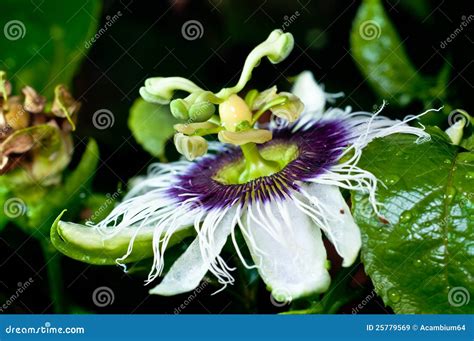 Passion Fruit Flower Closed Up Stock Image Image Of Beautiful Drop