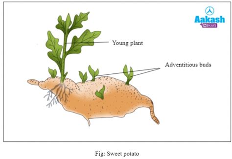 Vegetative Propagation Definition Advantages And Examples Aesl