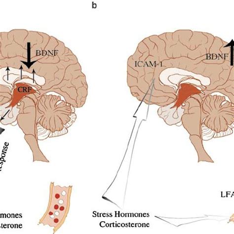 A Proposed Model Of The Bidirectional Interaction Between The Brain And