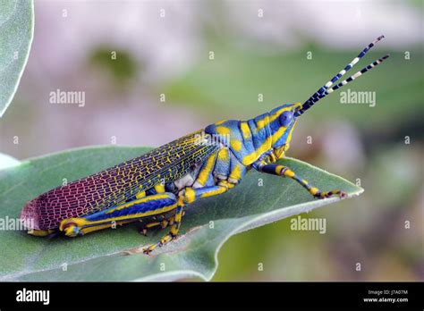 Grasshopper Painted Pattern Panel Width Of Material Legs Macro Close Up