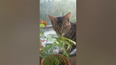 Почему ваша кошка любит пить воду из ванной #коты#питомцы #вода#кот # ...