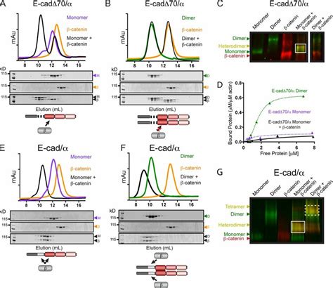 Complex Formation Between E Cadherinαe Catenin Chimeras And β Catenin Download Scientific