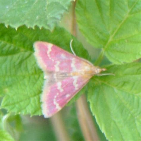 Raspberry Pyrausta Moth From Antelope County Ne Usa On July 12 2022 At 07 22 Pm By Thewxmoth