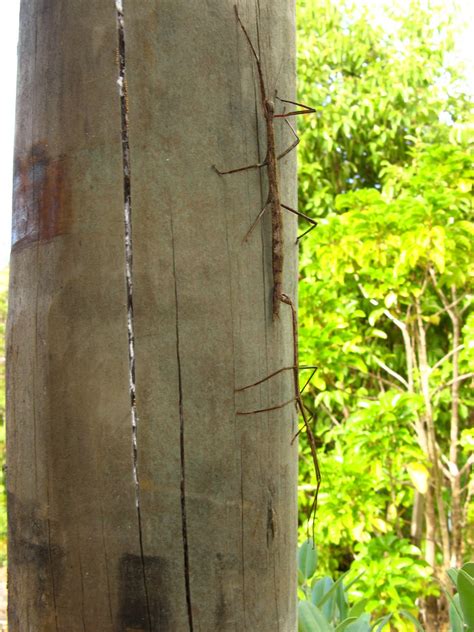 One Great Dewdrop Love Is In The Air Stick Bug Sex