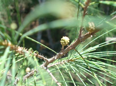 Invasive Exotic Plant Species List