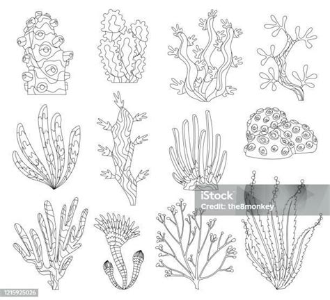 해조류 해초 산호 실루엣 수중 조류 수족관 식물 컬렉션입니다 벡터 해양 생물 고립 된 산호와 조류 수중 식물 꽃 식물에 대한