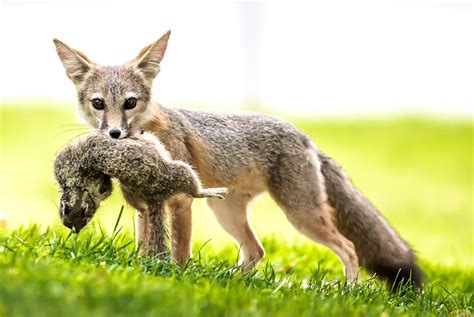 The Fabulous Foxes Of Californias San Joaquin Valley Defenders Of